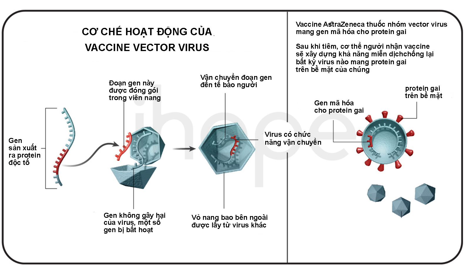Vaccine là gì? Các thế hệ vaccine – ihope