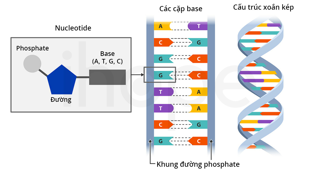 Công nghệ khuếch đại ADN đẳng nhiệt bằng recombinase polimerase – ihope