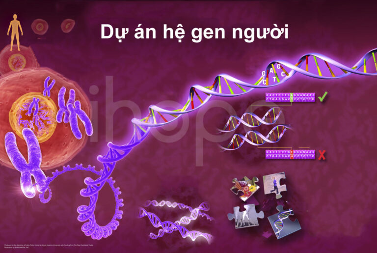 Dự án hệ gen người – ihope