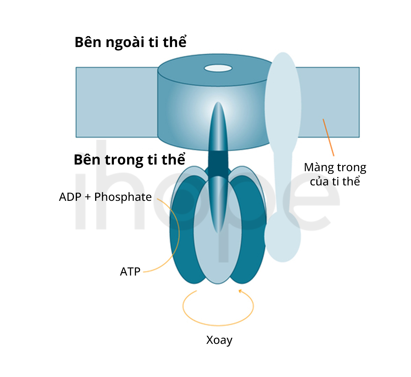 Hội chứng Leigh – ihope
