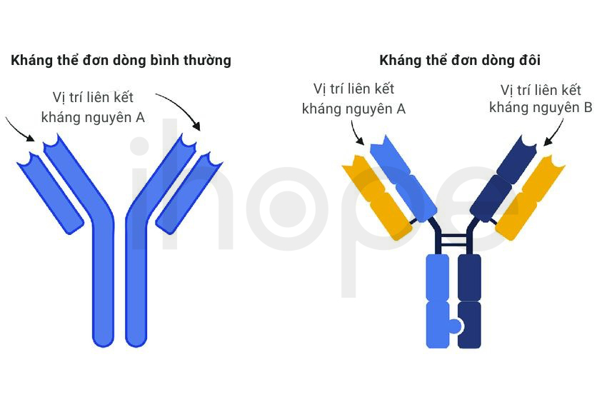 Liệu pháp miễn dịch trong điều trị ung thư – ihope