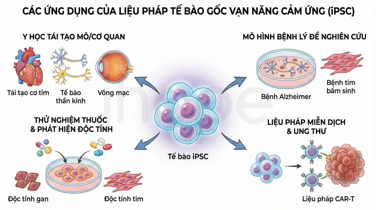 Tế bào gốc vạn năng cảm ứng (iPSC) – ihope